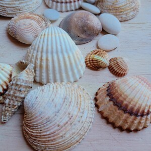 A Mix of Marine Treasures.conch. Neptune Grass. Sea Shells. Natural ...