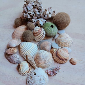 A Mix of Marine Treasures.conch. Neptune Grass. Sea Shells. Natural ...