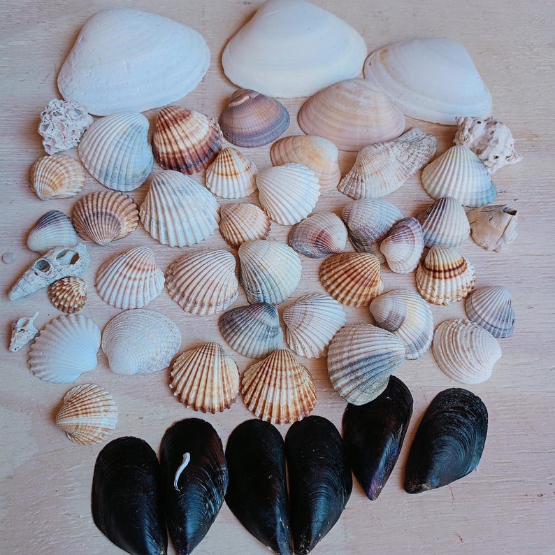 Natural Marine Finds. Conch. Sea Shells. Natural Shells. Beach Decor ...