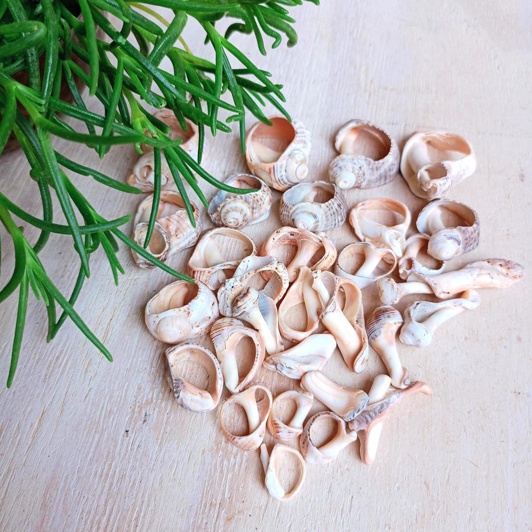 Natural Pieces of Crustaceans, Shell Fragments, Beach Finds - Etsy