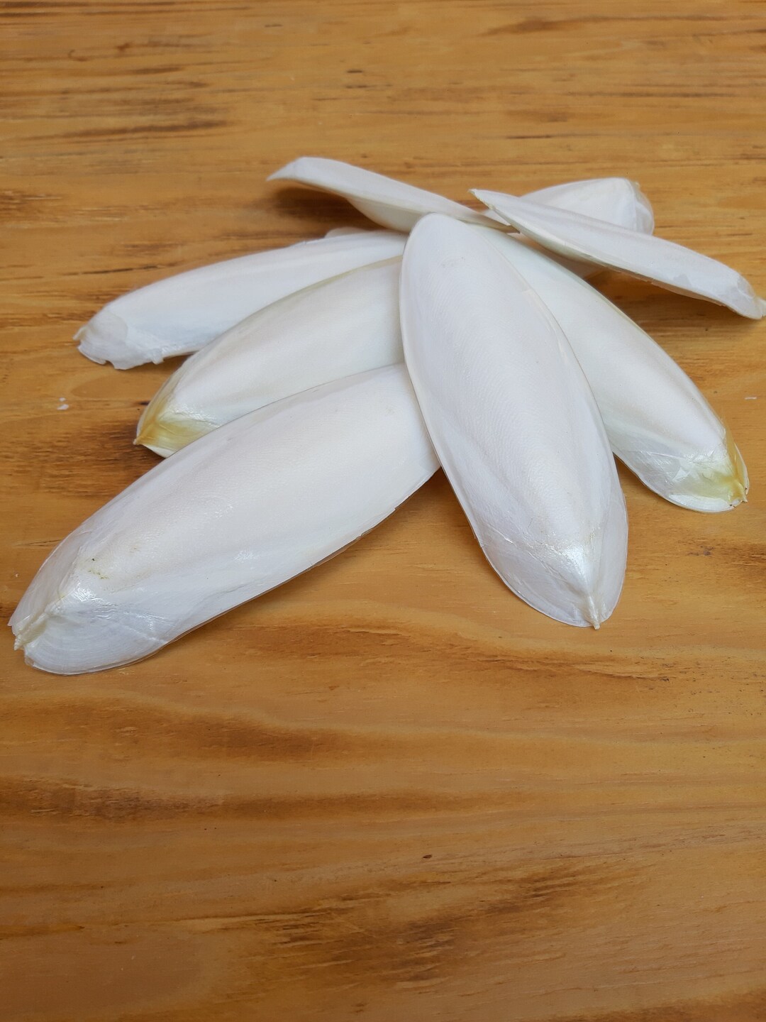 9 Pcs Cuttlefish Bone, Bird Feed, Natural Cuttlefish Material ...