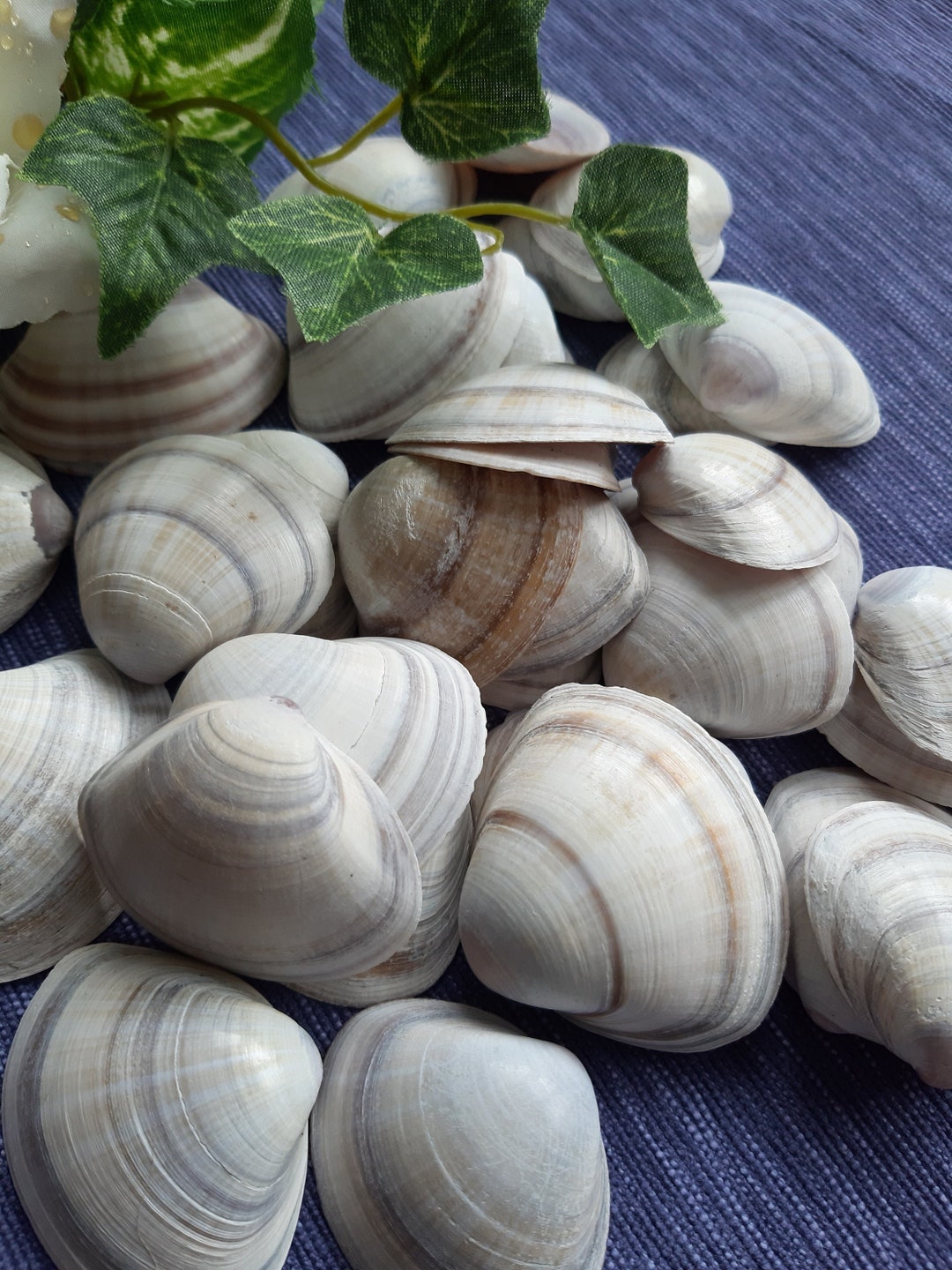 Mussels Maktra 35 Pcs. Duck Clams. Crafts With Clams. Natural Shells ...
