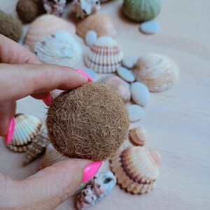 A Mix of Marine Treasures.conch. Neptune Grass. Sea Shells. Natural ...