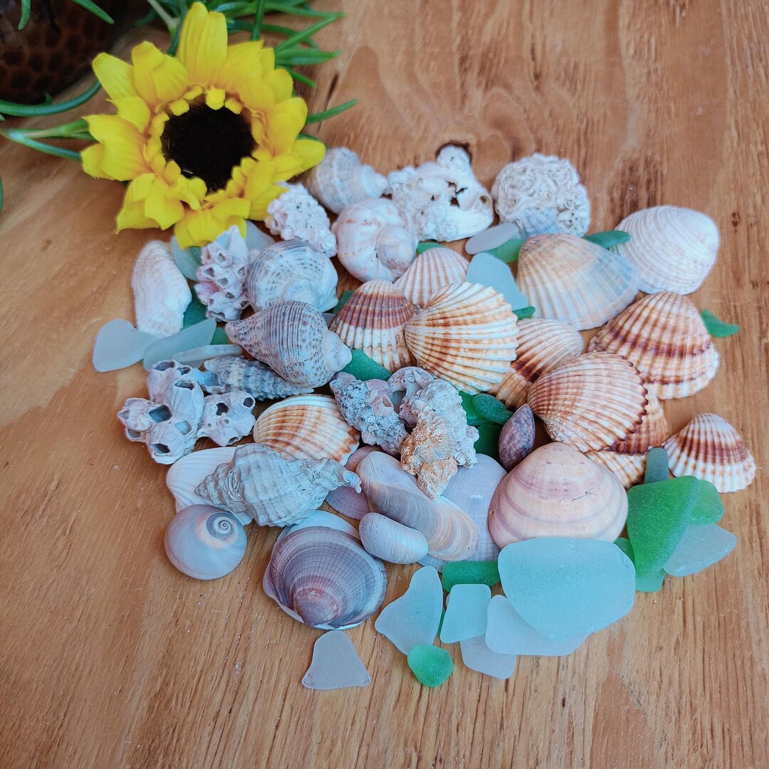 A Mix of Marine Treasures. Sea Glass. Natural Shells. Beach Decor ...