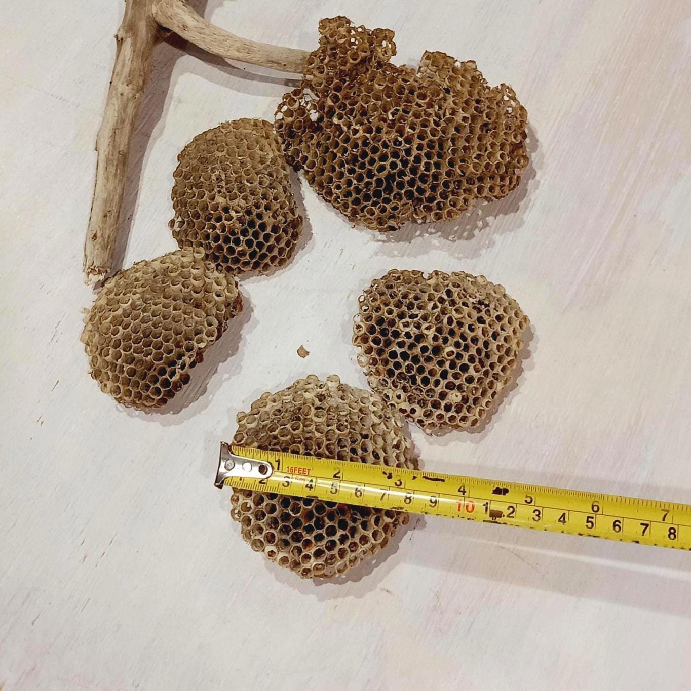 Bee Nest, Paper Wasp Nest, Bee Decoration, DIY Projects - Etsy