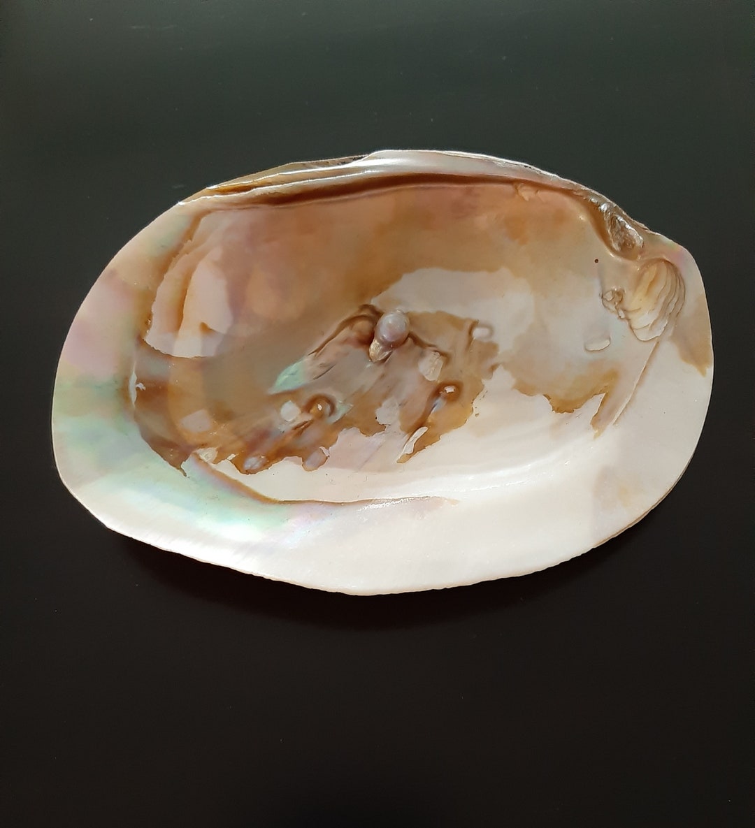 Large Natural Seashell, White Pearl Shell, Sea Theme, Sea Decor, Sea ...