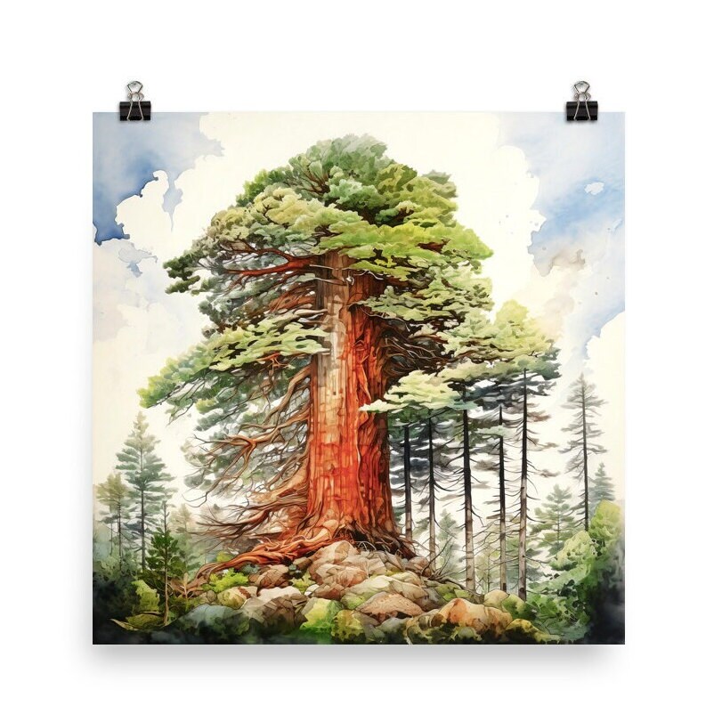 Redwood National Park Art Print, Redwood Watercolor Art Decor, National ...