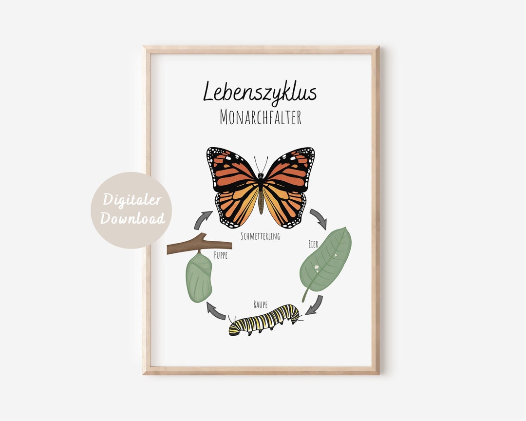 Poster Life Cycle Monarch Moth Montessori Learning Poster DIGITAL ...