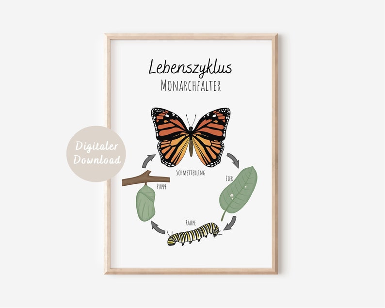 Poster Life Cycle Monarch Butterfly | Montessori Learning Poster ...