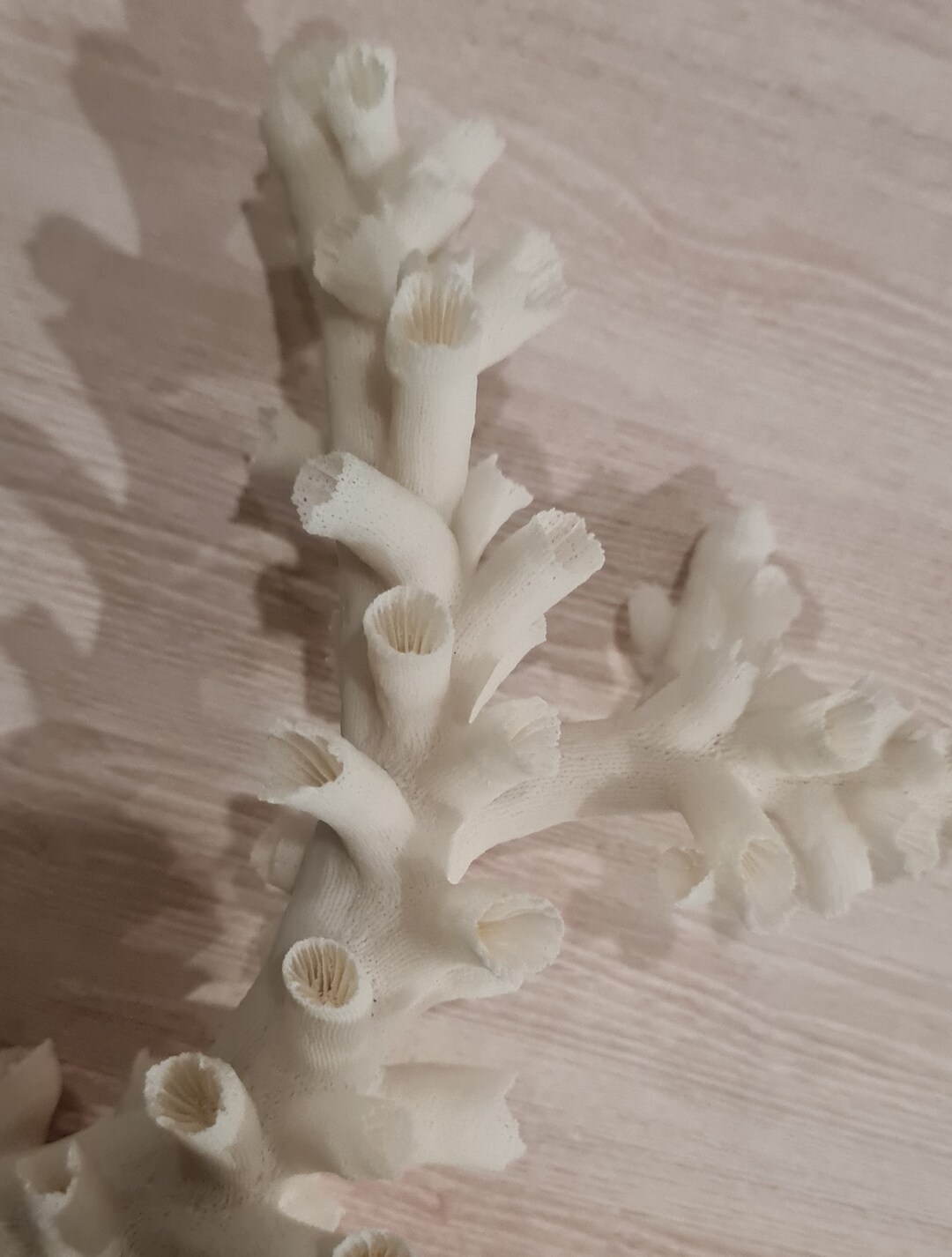 UNIQUE Dried Sun Coral tubastraea Spp for Decoration TU002 - Etsy