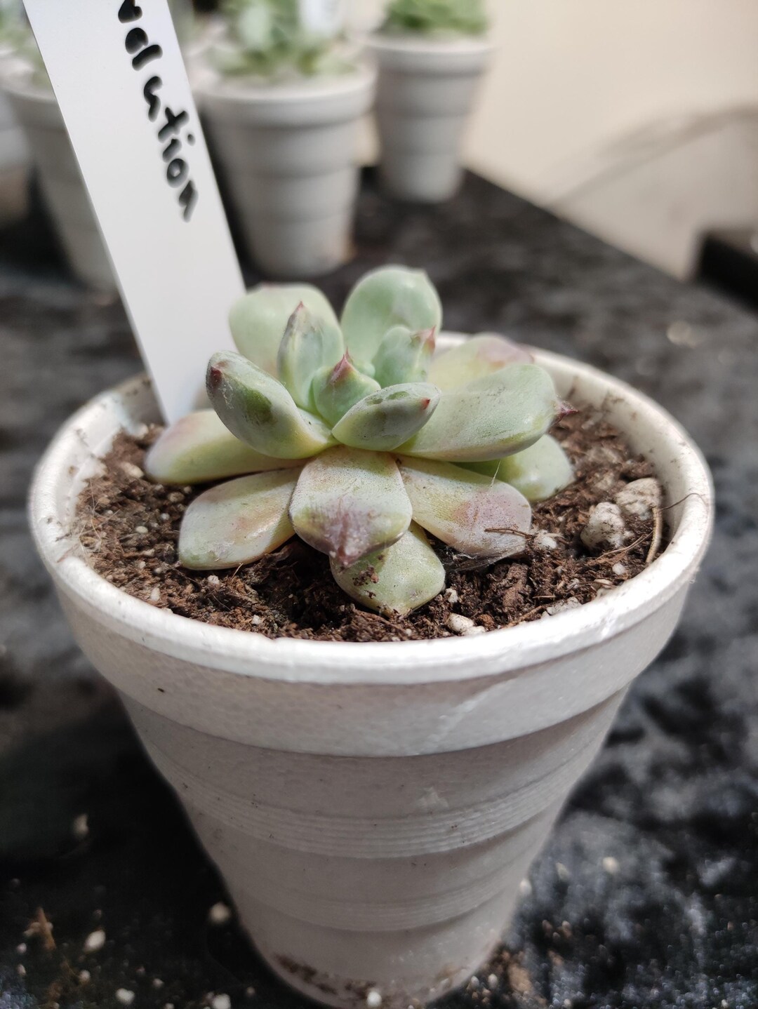 Echeveria Devolution Rare Exotic Succulent Beautiful Rooted Korean Import - Etsy