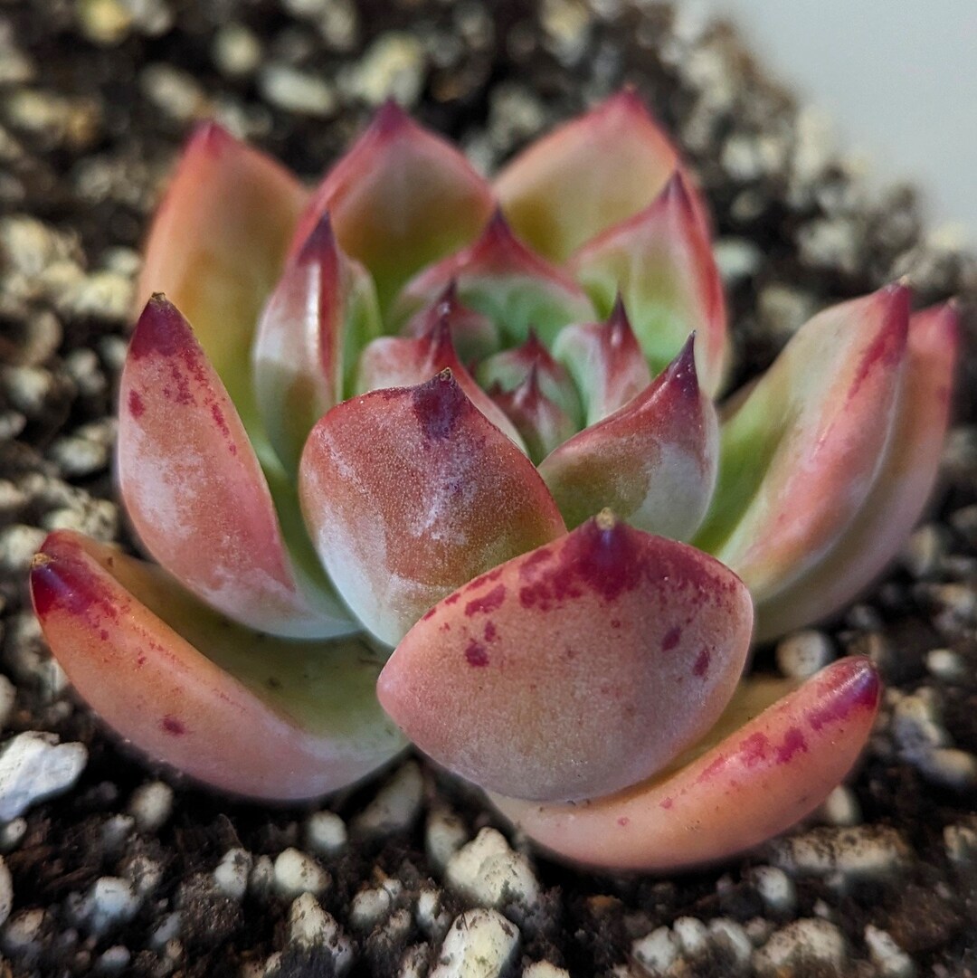 Echeveria Ratam Rare Exotic Succulent Beautiful Rooted Korean Import - Etsy