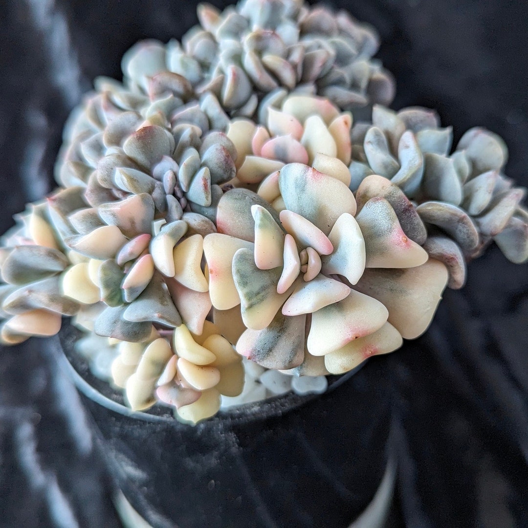 Echeveria Cubic Frost Multi Head Variegated With Crest Crested Rare ...