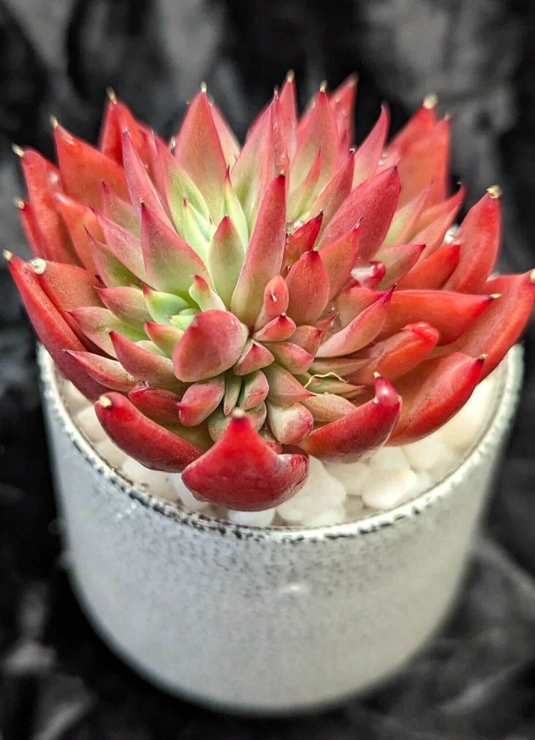 Echeveria Flame Rare Exotic Succulent Beautiful Rooted Korean Import - Etsy