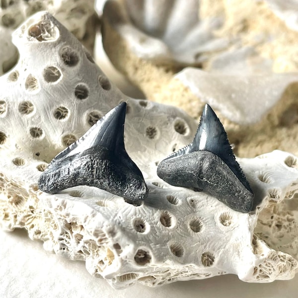 Bull Shark Teeth - Etsy