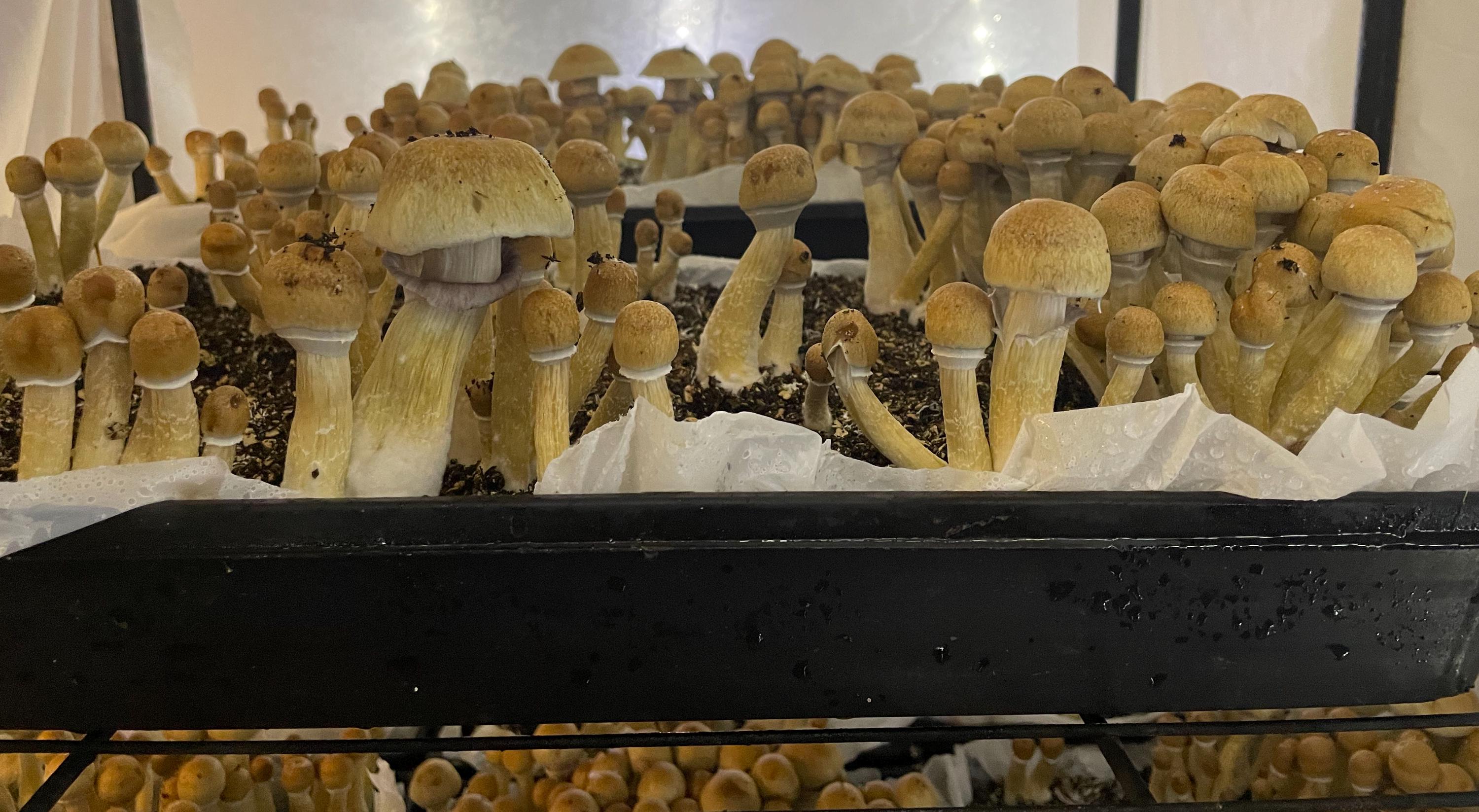 Growing Magic Mushrooms in Bulk, Ebook, PDF Download, Psilocybin ...