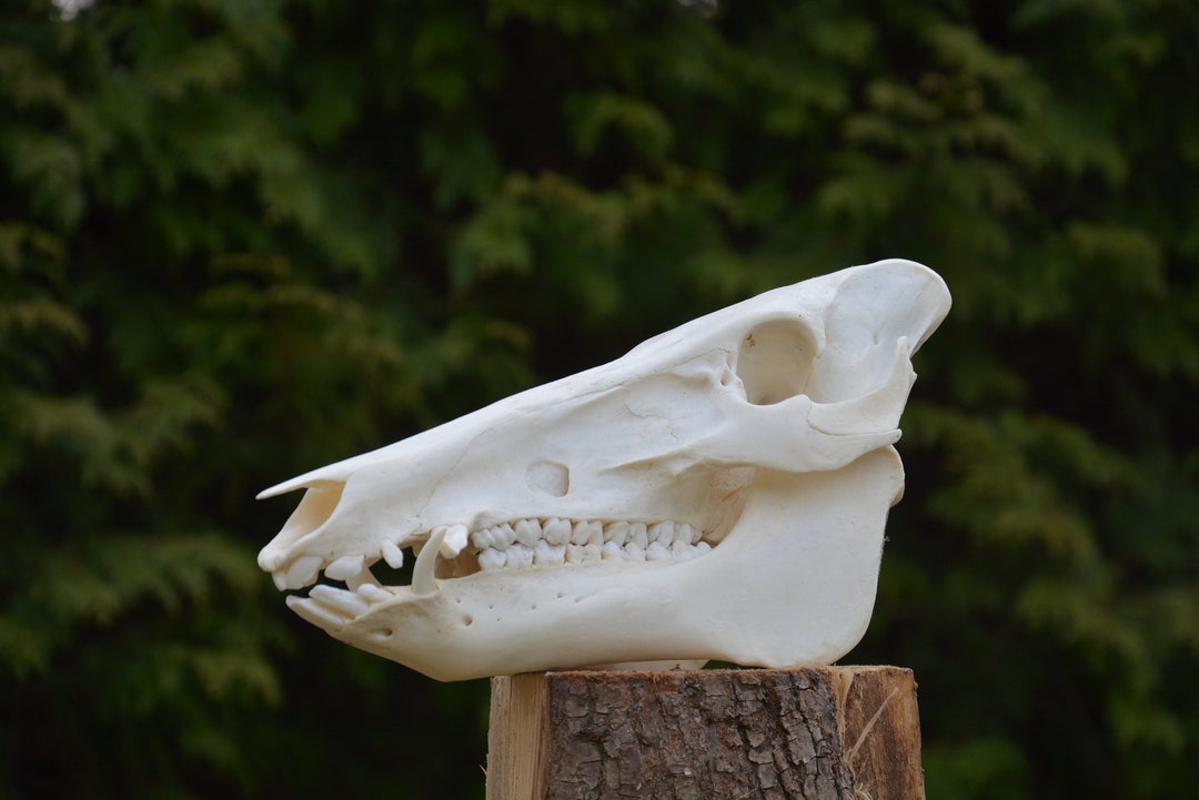 Wild Boar Skull sus Scorfa - Etsy