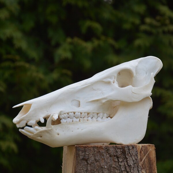 Boar Skull - Etsy