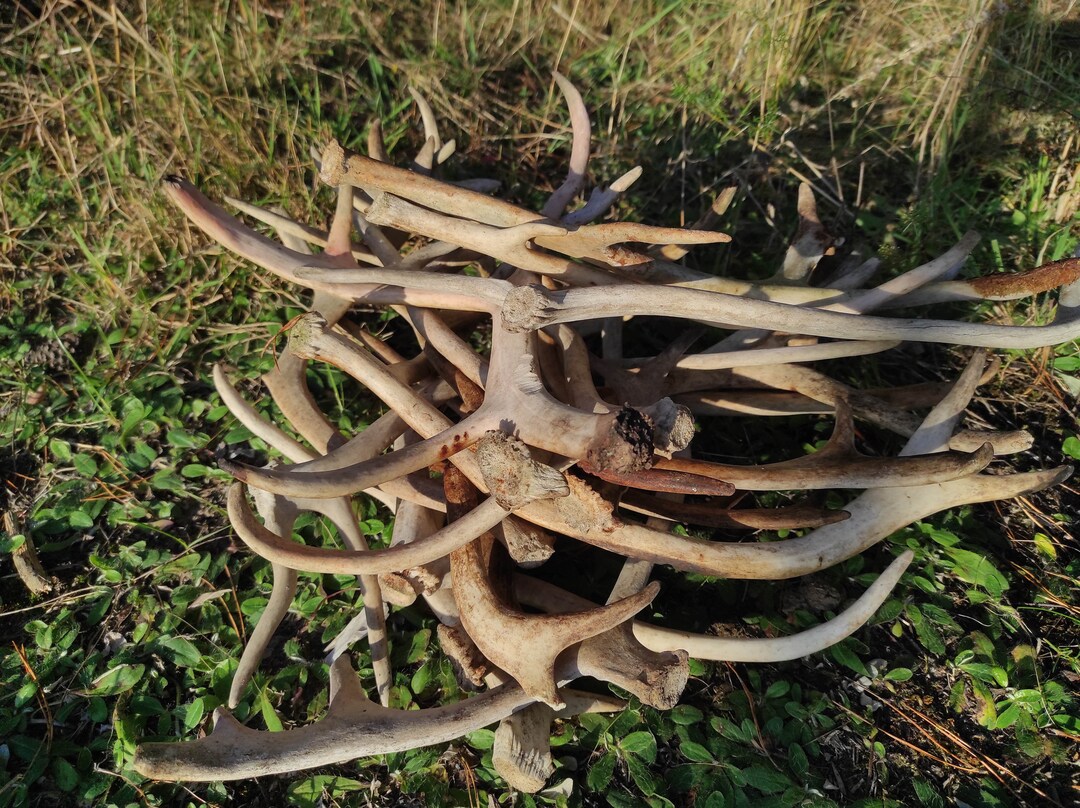 Santa's Reindeer, Real European Reindeer Antler, Rangifer Tarandus ...