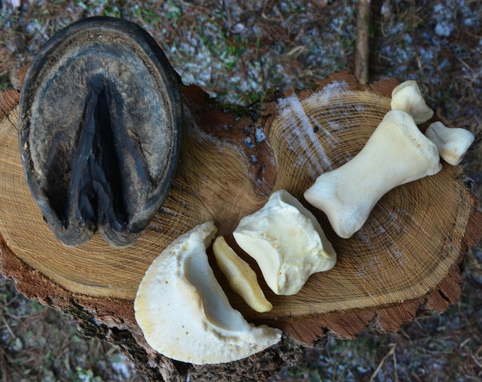 Horse Hoof Set, Natural Anatomy Horse Leg, Coffin Bone With Hoof ...