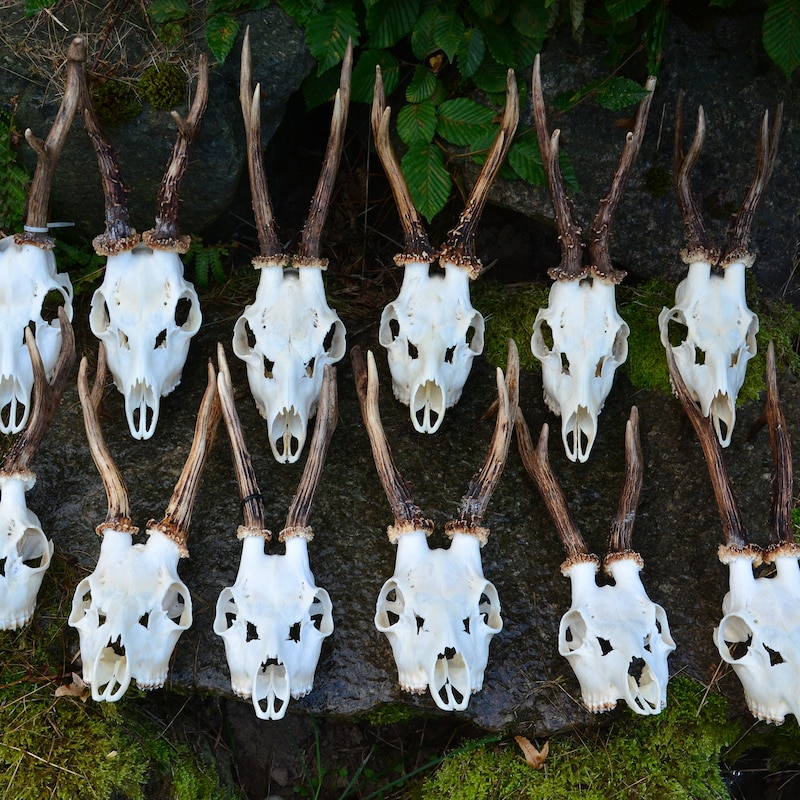 Real Animal Skull - Etsy