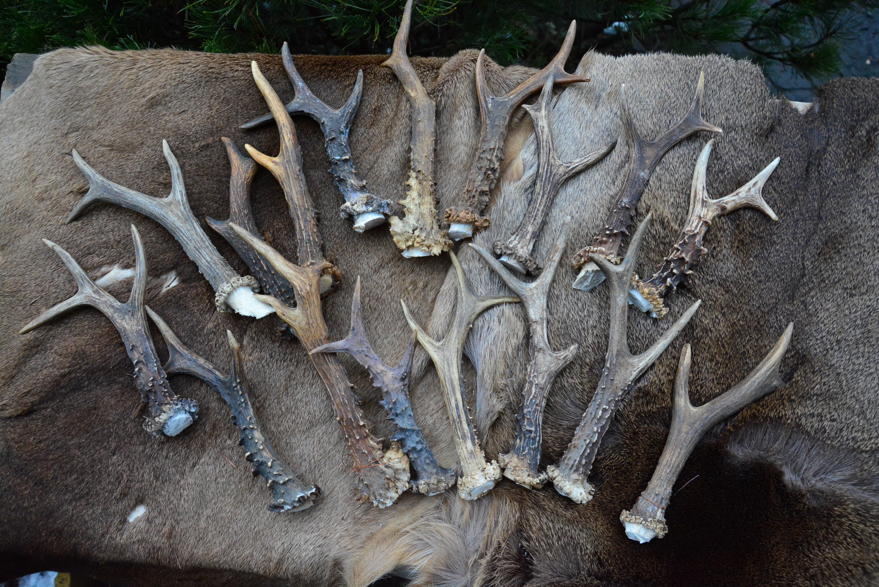 RANDOM ANTLER Roe Deer capreolus Capreolus Price per Piece - Etsy