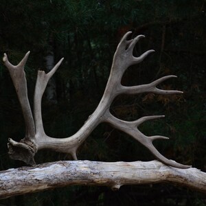 Awesome Gigantic Antler! Real European Reindeer Antler (rangifer ...