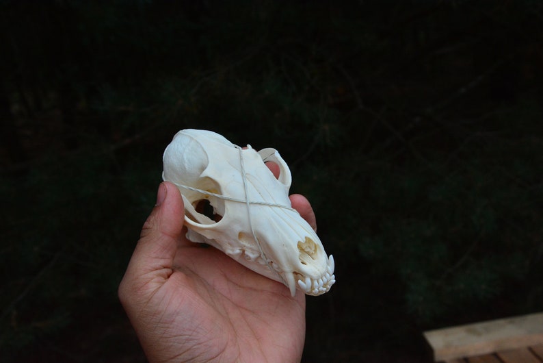 Fox Skull vulpes Vulpes Real European Fox Skull - Etsy