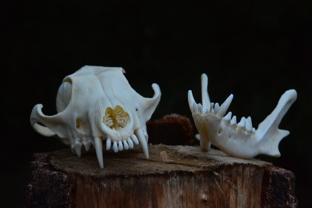 Fox Skull (vulpes Vulpes) Real European Fox Skull | Collectibles Home ...