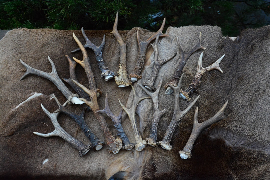 RANDOM ANTLER Roe Deer (capreolus Capreolus) Price per Piece - Randomly ...