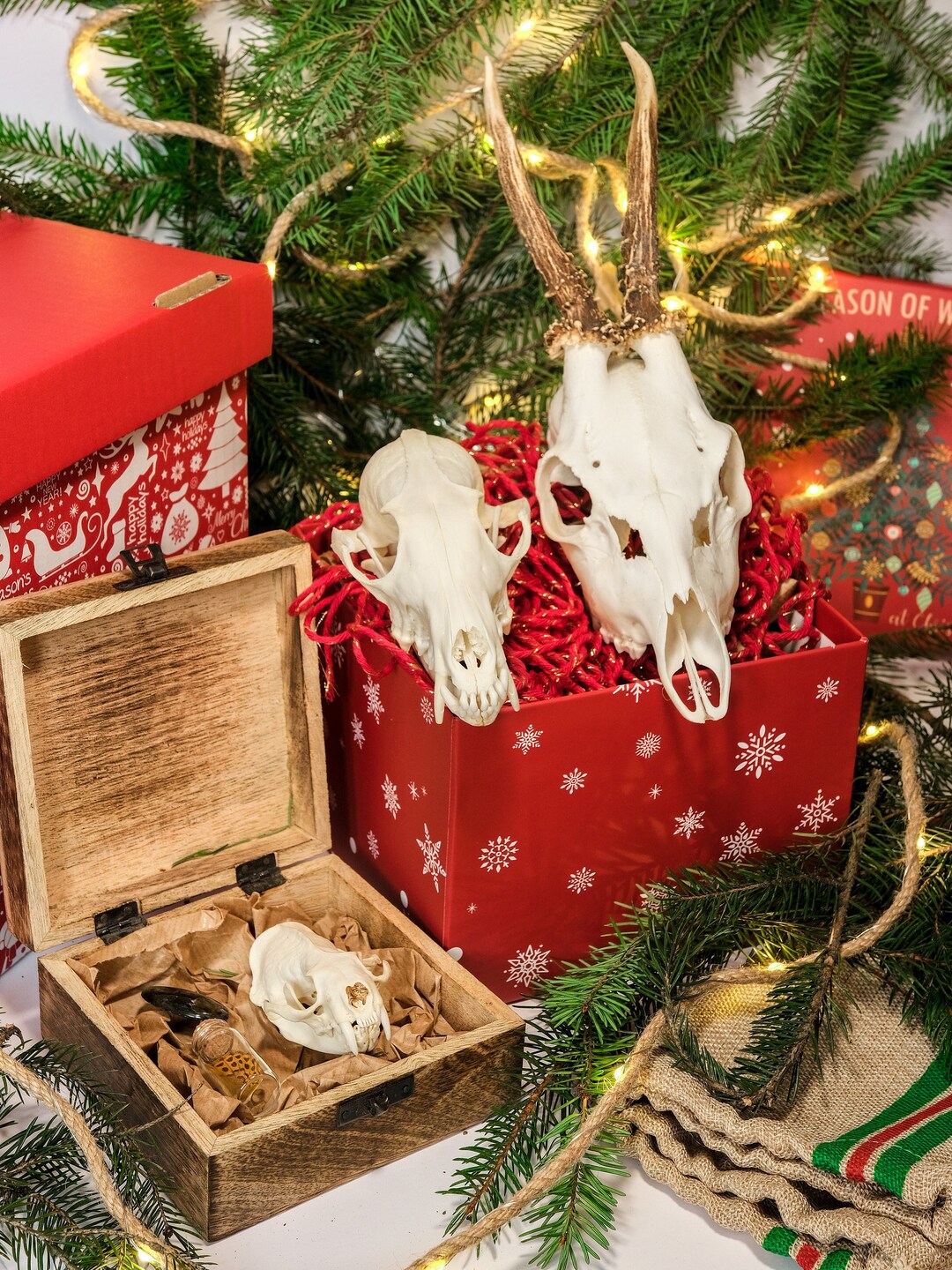 Christmas PRESENT SET! Fox Skull + Roe Deer Skull + Mink Skull in a ...