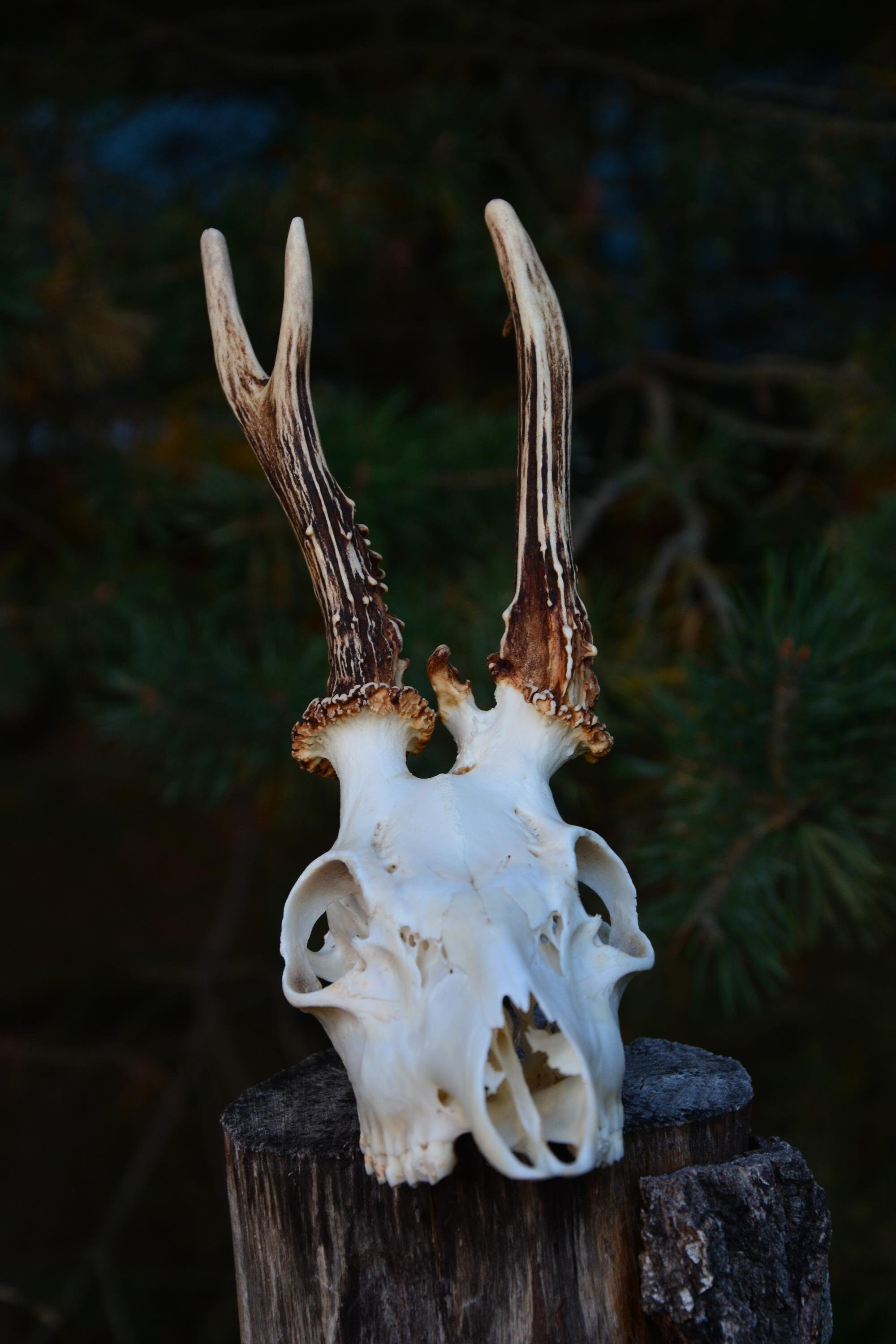 FREAK Roe Deer Skull Collectible Piece Oddity Skull - Etsy