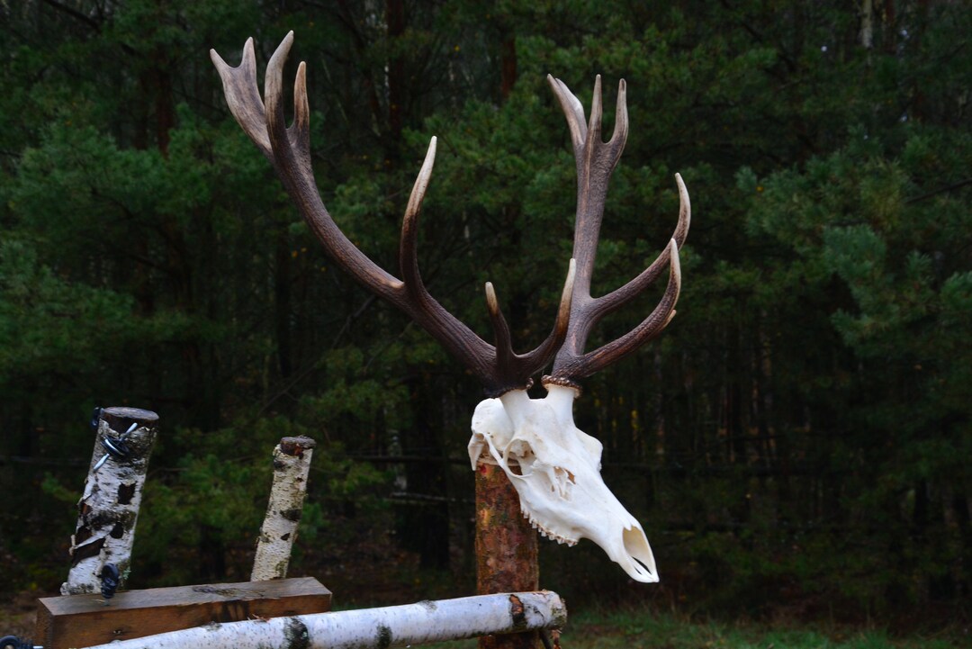 Red Deer Skull cervus Elaphus Self-montage Kit Perfect Wall Decoration ...