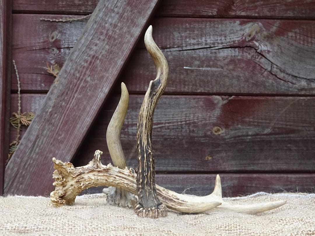 Real Roe Deer Antlers, Freak Shape Sheds, Collectible Piece, Natural ...