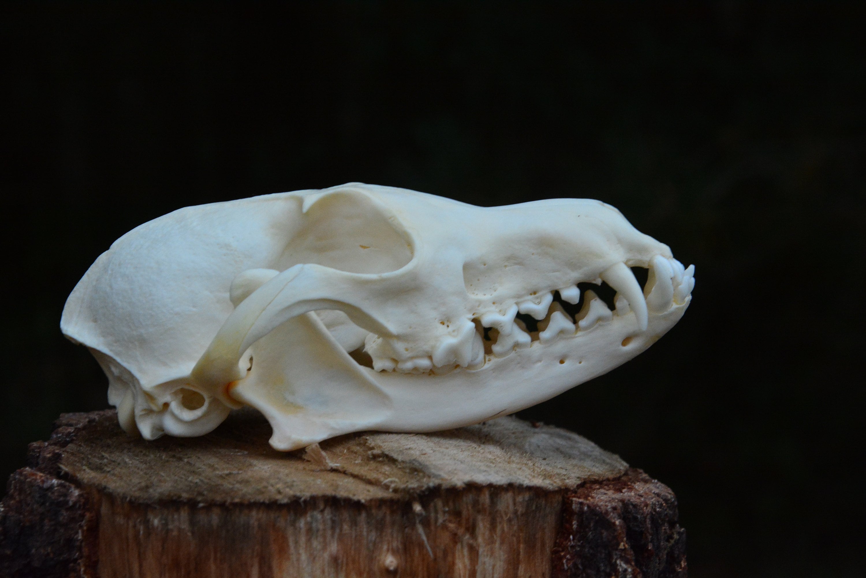 Fox Skull vulpes Vulpes Real European Fox Skull - Etsy