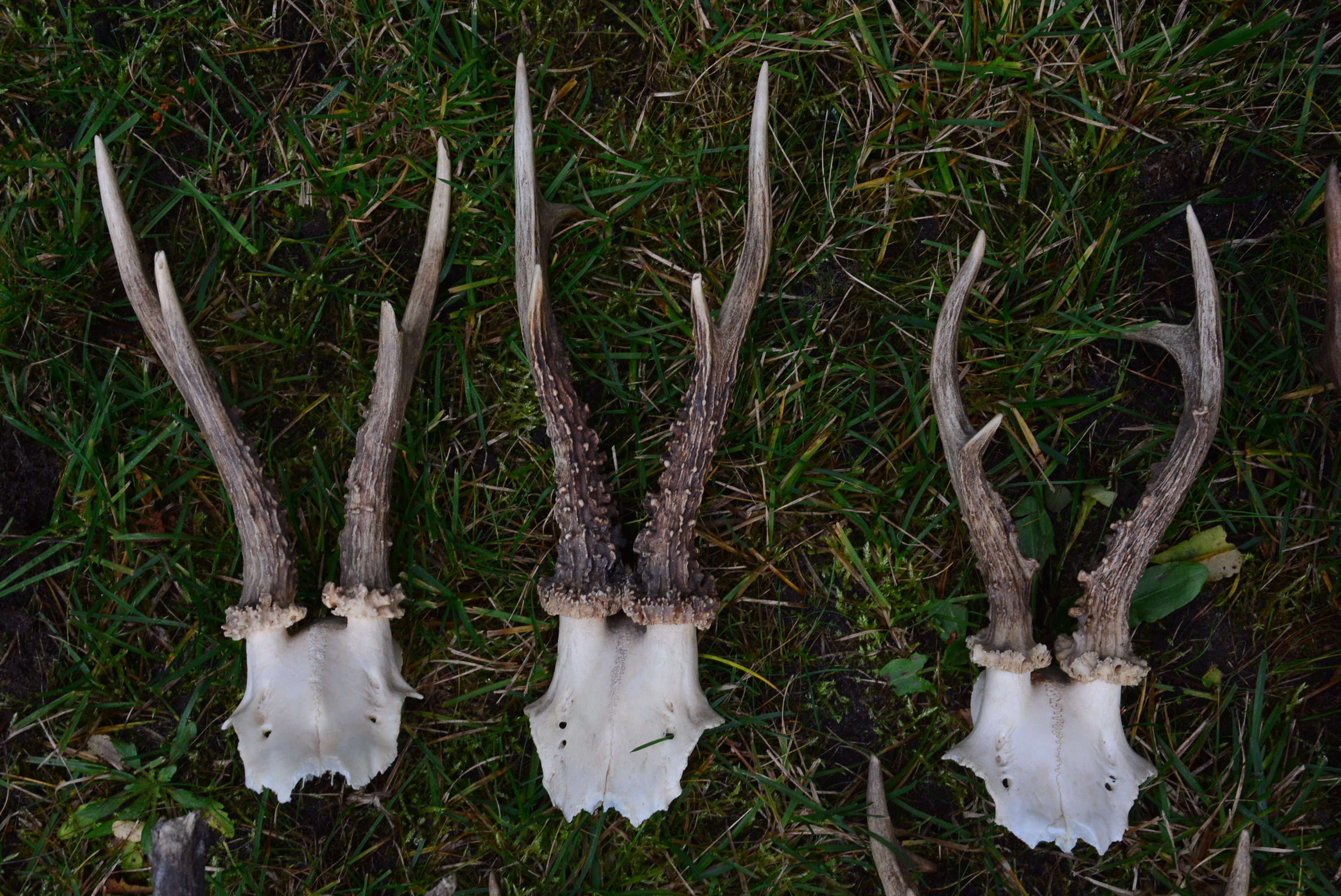 Real Roe Deer Skull LOWER PRICE DISCOLOURED European Roe - Etsy