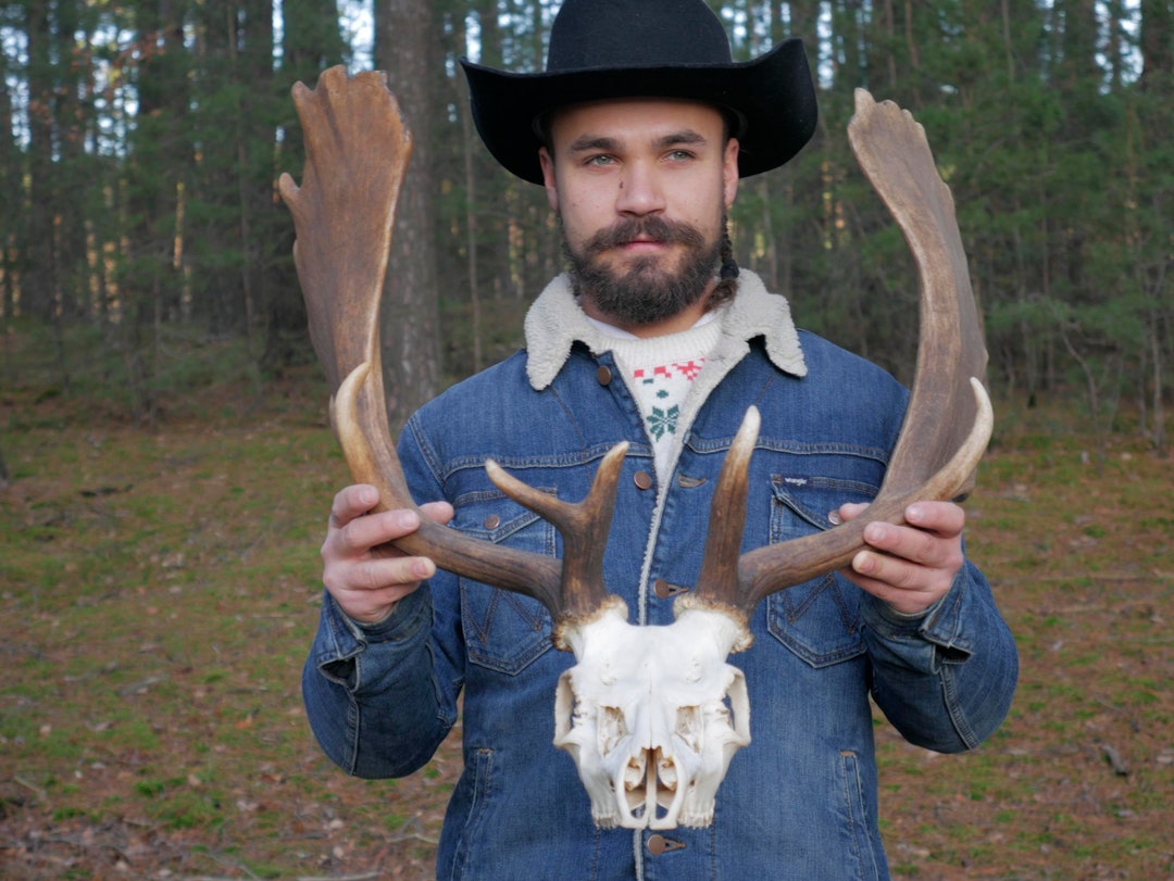 Fallow Deer Skull Fallow Deer dama Dama Unique Mount Trophae Perfect ...