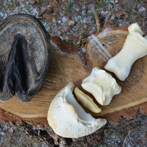 Horse Hoof Set, Natural Anatomy Horse Leg, Coffin Bone With Hoof ...