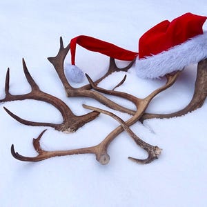 Santa's Reindeer, Real European Reindeer Antler, Rangifer Tarandus ...