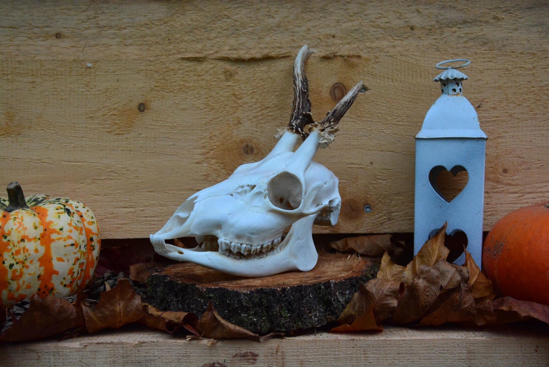 The Roe Deer Skull - Capreolus Capreolus - European Species Exotic Deer ...
