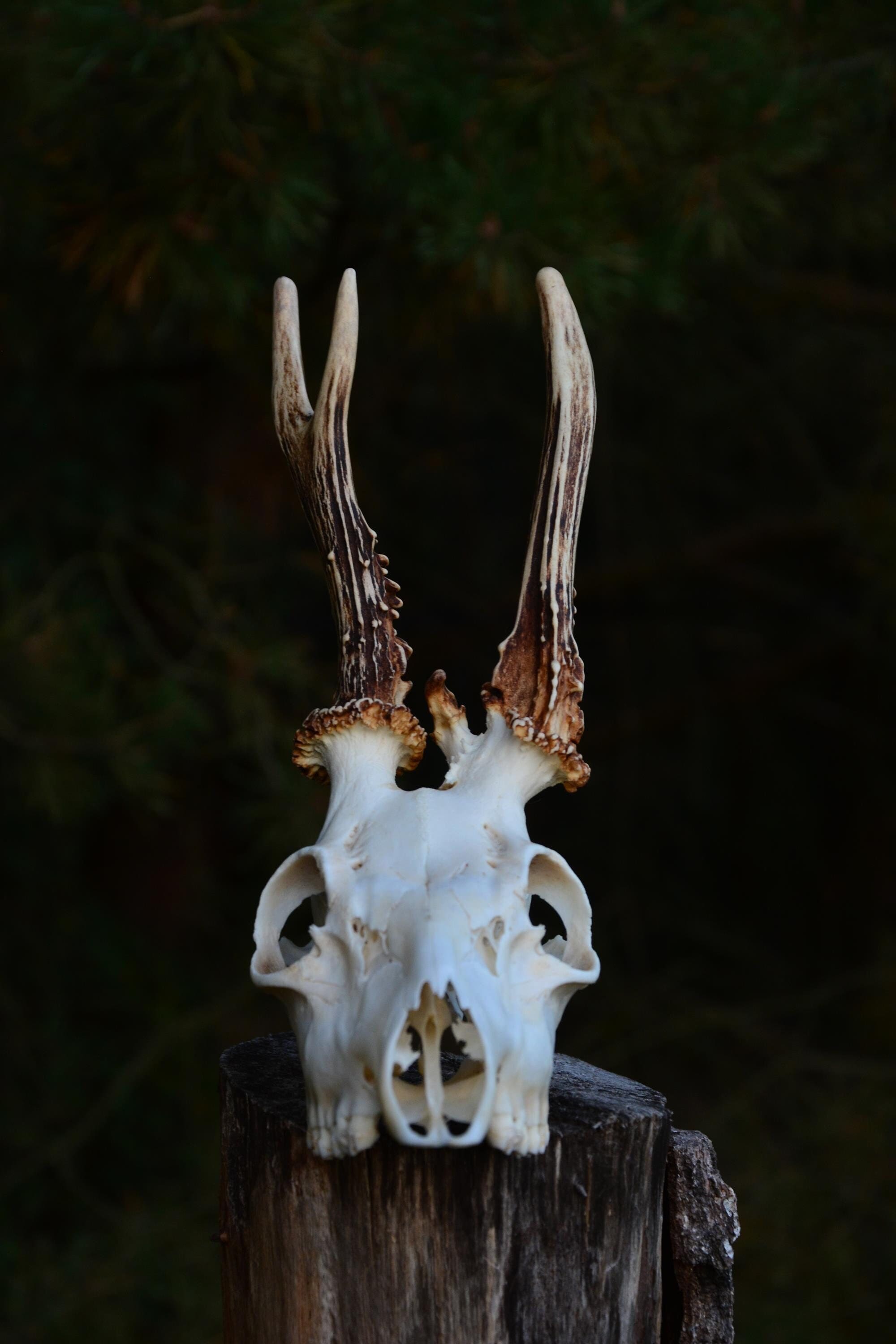 FREAK Roe Deer Skull Collectible Piece Oddity Skull - Etsy