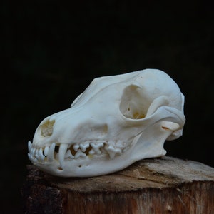Fox Skull vulpes Vulpes Real European Fox Skull Collectibles Home Decor ...