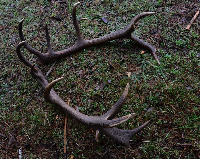 Huge Deer Antlers SET Pair of Deer Shed Antler Stag European Red Deer ...