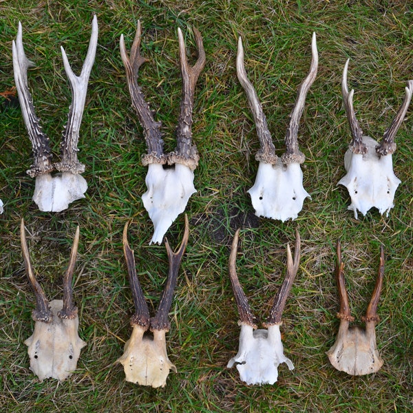 Real Deer Skull - Etsy