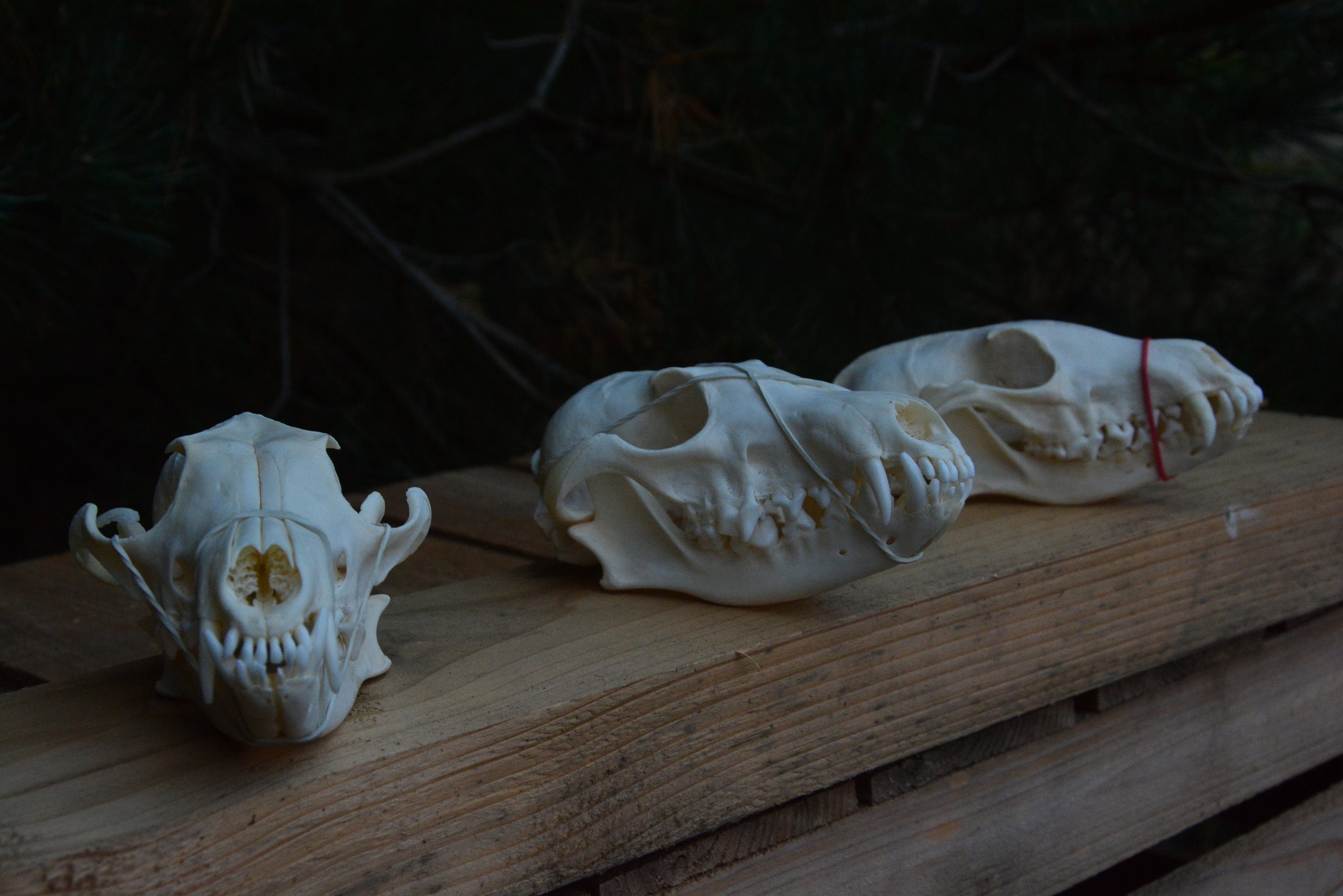 Fox Skull vulpes Vulpes Real European Fox Skull - Etsy