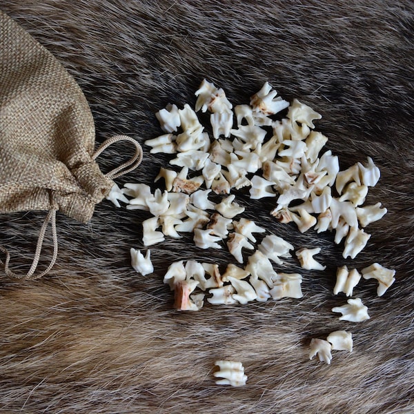 Deer Teeth - Etsy
