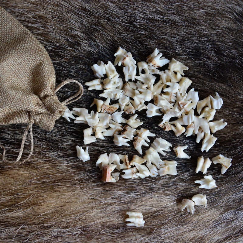 Animal Teeth - Etsy