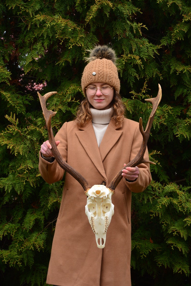 Fallow Deer Skull Fallow Deer dama Dama Unique Mount - Etsy