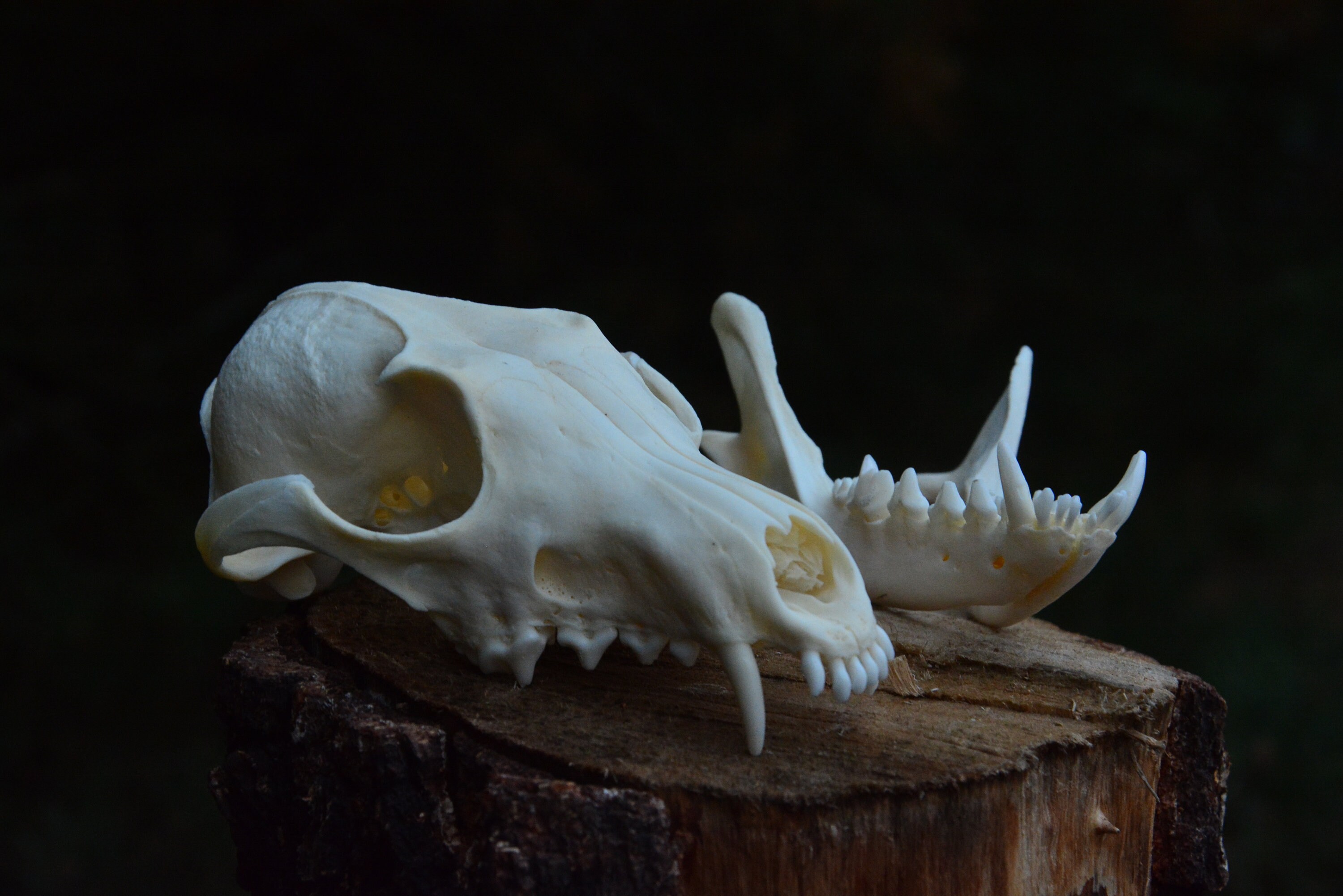 Fox Skull vulpes Vulpes Real European Fox Skull - Etsy
