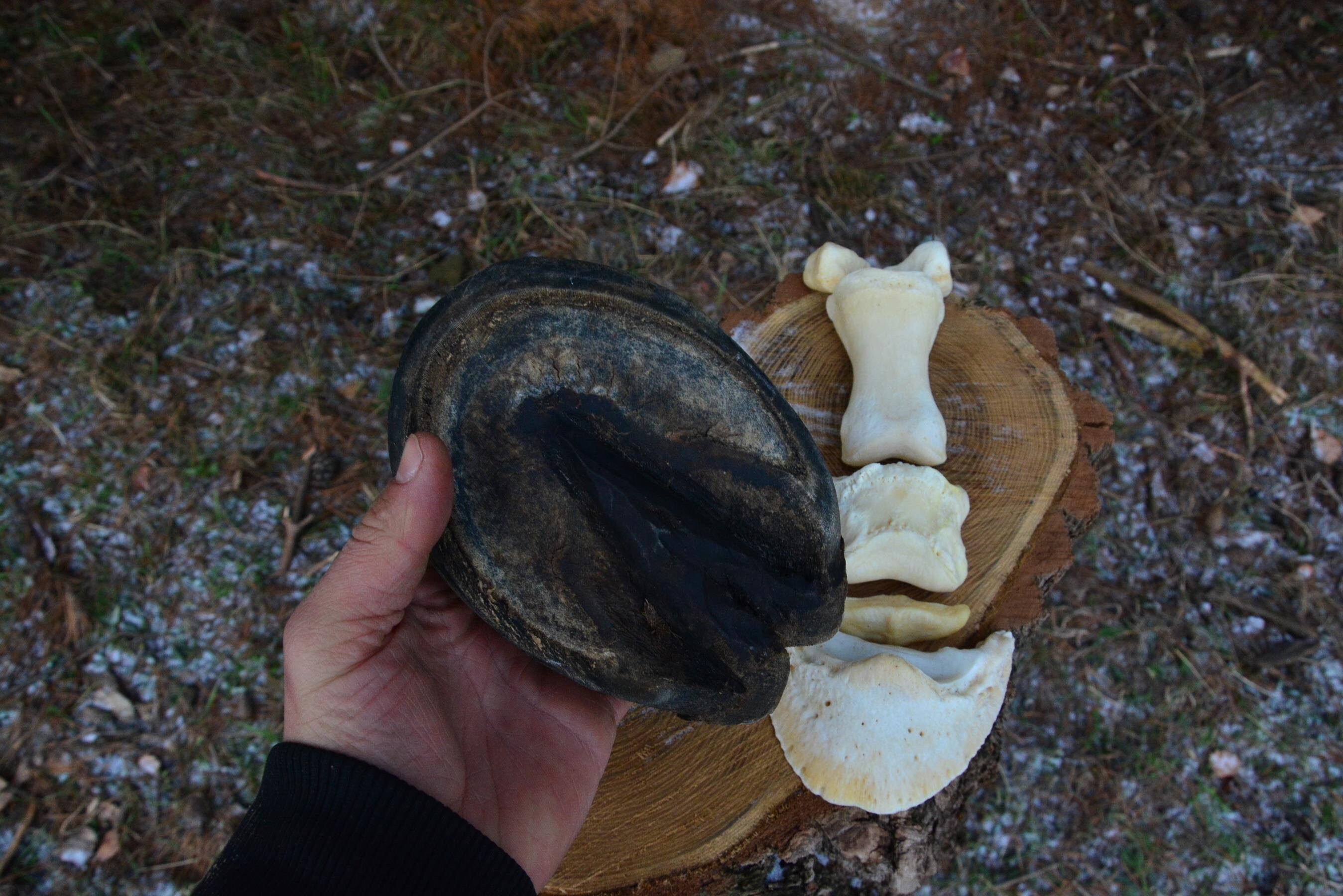 Horse Hoof Set Natural Anatomy Horse Leg Coffin Bone With - Etsy Australia